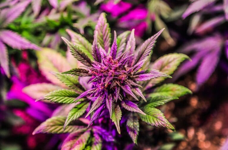 Understanding Cannabis Strains: Indica, Sativa, and Hybrid | News ...