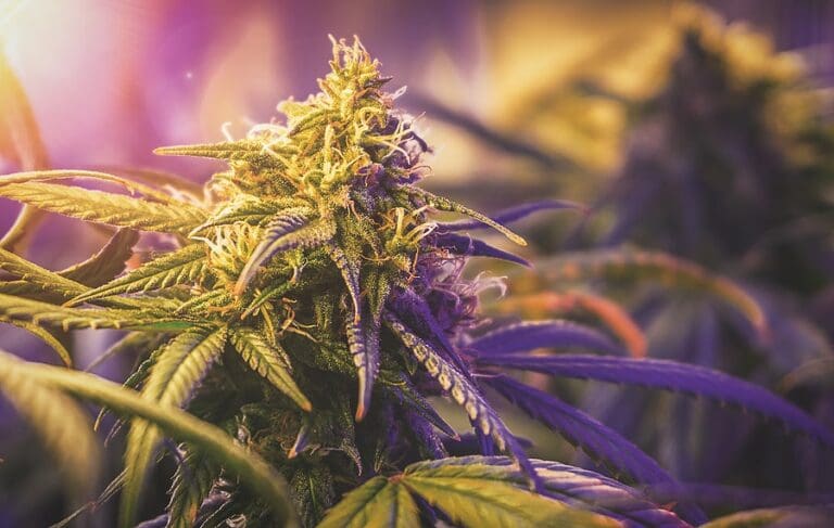 Understanding Cannabis Strains: Indica, Sativa, and Hybrid | News ...